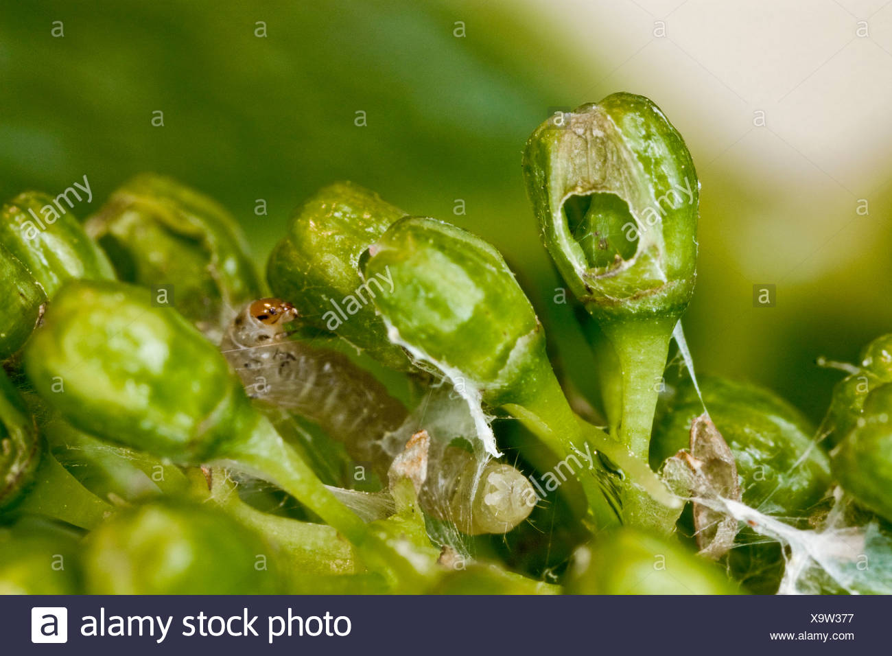 Moth Nests High Resolution Stock Photography and Images - Alamy