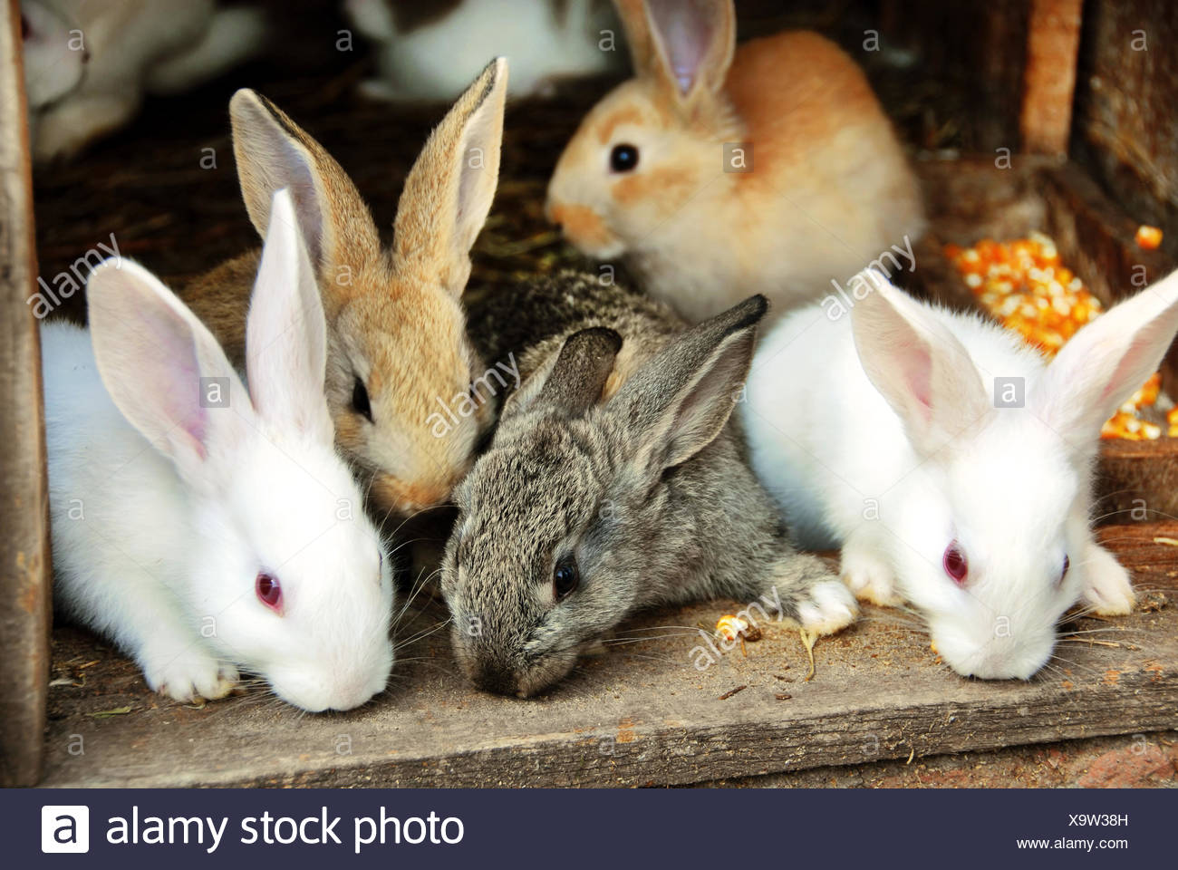 Rabbits Group High Resolution Stock Photography and Images - Alamy
