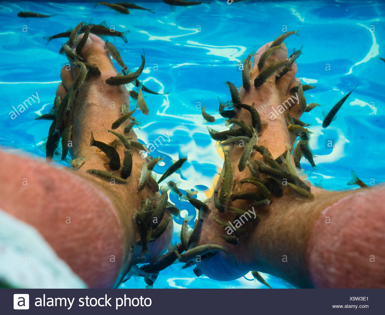 Kangal Fish Garra Stock Photos & Kangal Fish Garra Stock Images - Alamy