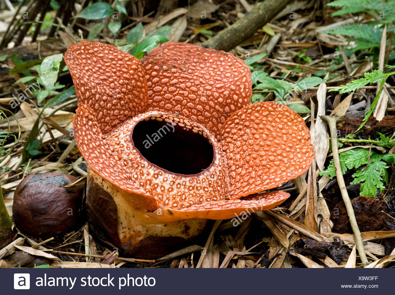 National Flower Of Malaysia High Resolution Stock Photography and ...