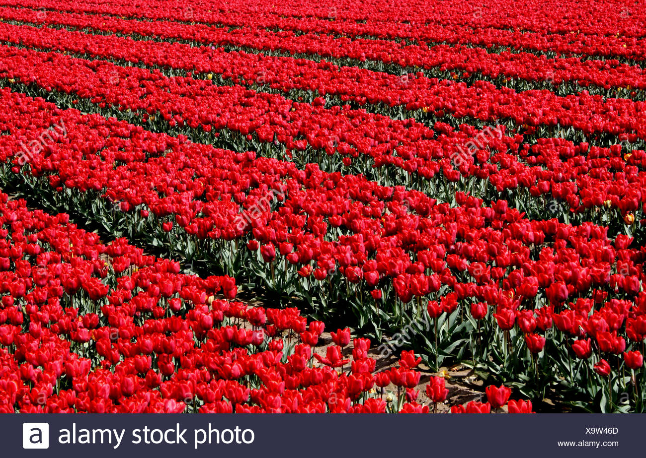 Tulpenfelder High Resolution Stock Photography and Images - Alamy