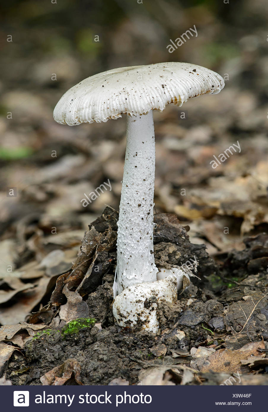 Volva Stock Photos & Volva Stock Images - Alamy