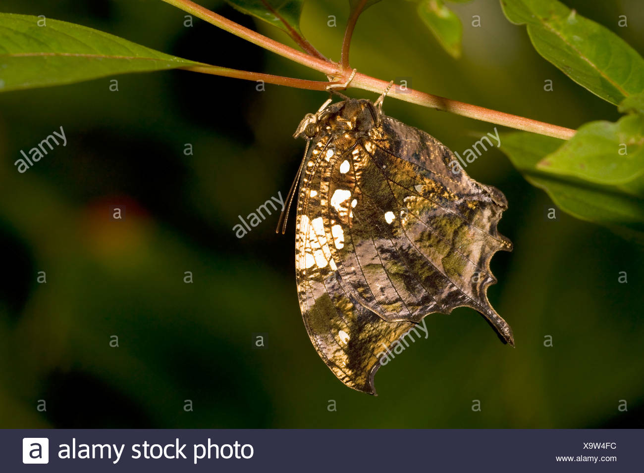 Leafwing Butterfly High Resolution Stock Photography and Images - Alamy
