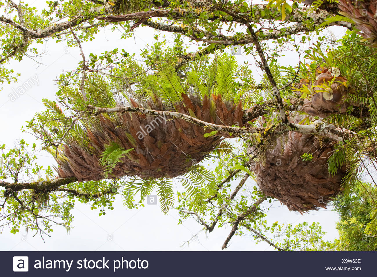 Epiphytic Ferns High Resolution Stock Photography and Images - Alamy
