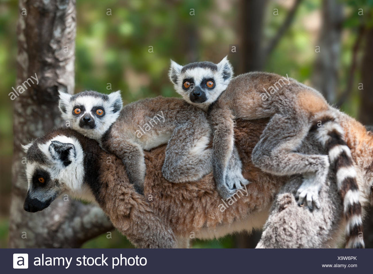 Young Lemur High Resolution Stock Photography and Images - Alamy