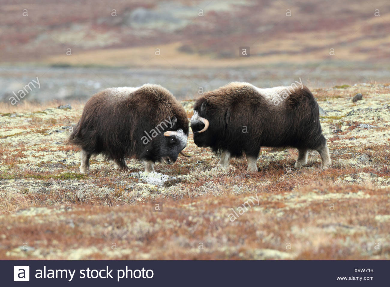 Moschustier High Resolution Stock Photography and Images - Alamy