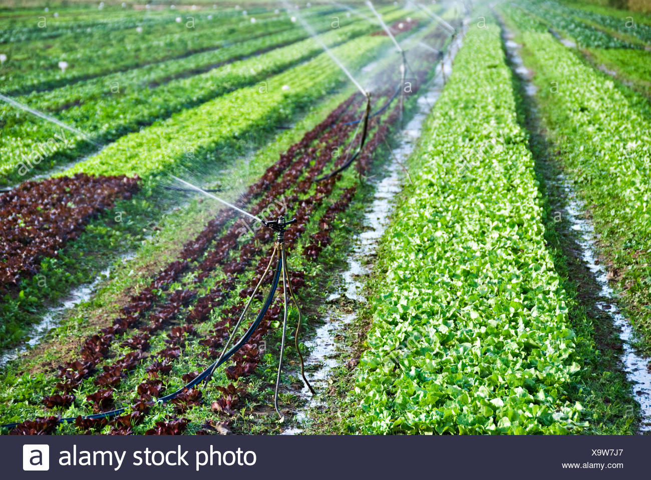Watered Stock Photos & Watered Stock Images - Alamy
