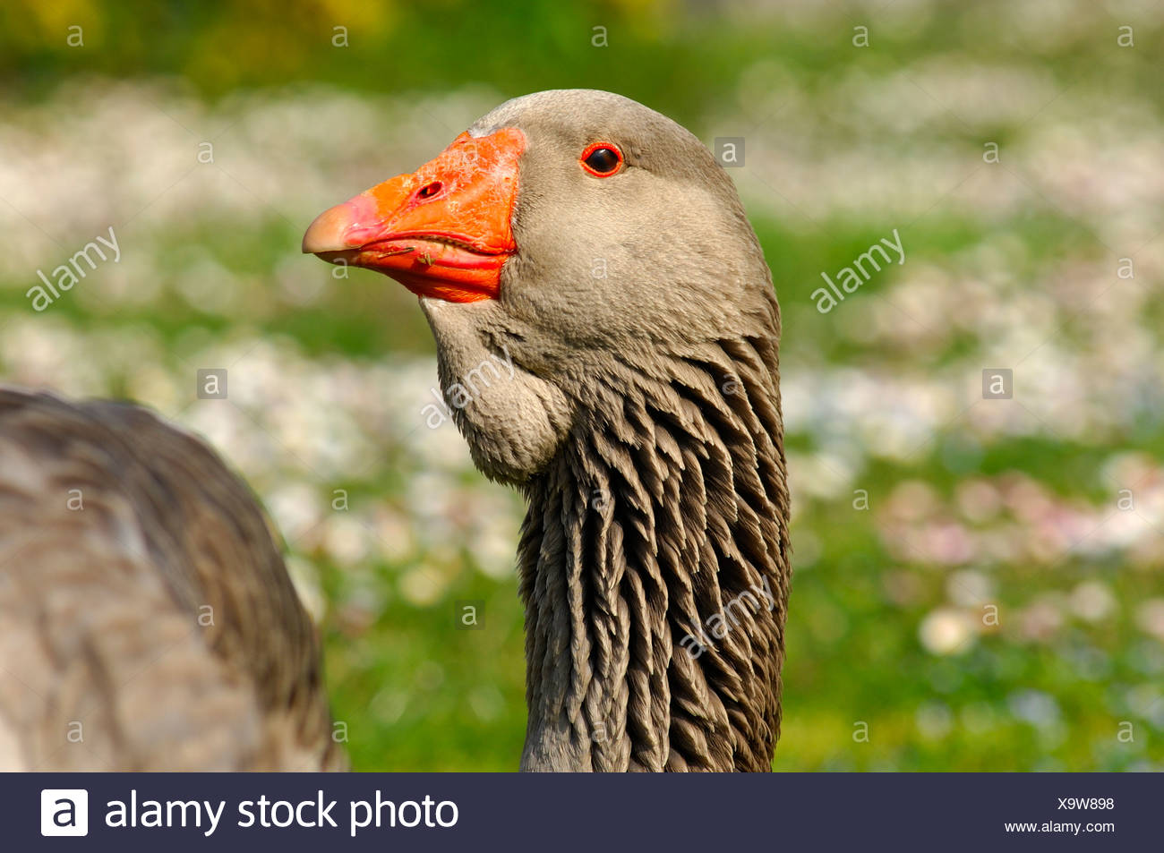 Toulouse Goose High Resolution Stock Photography and Images - Alamy