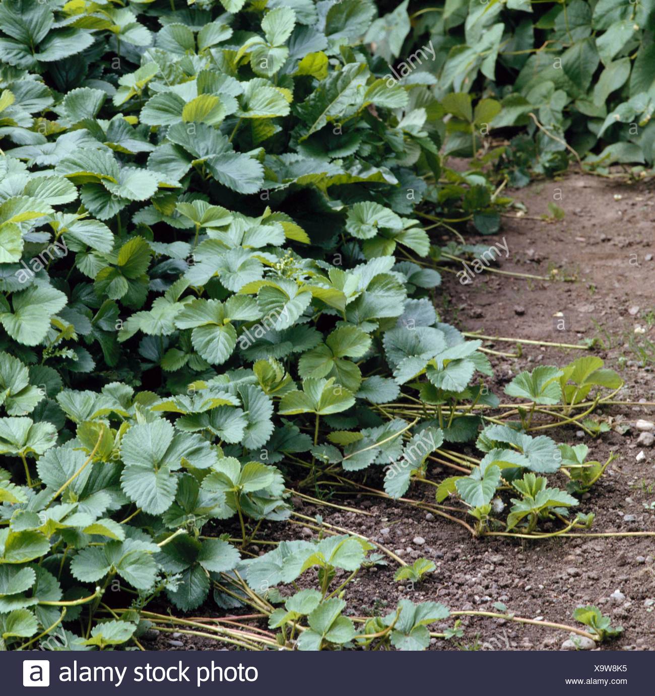 Strawberry Runners Stock Photos & Strawberry Runners Stock Images - Alamy