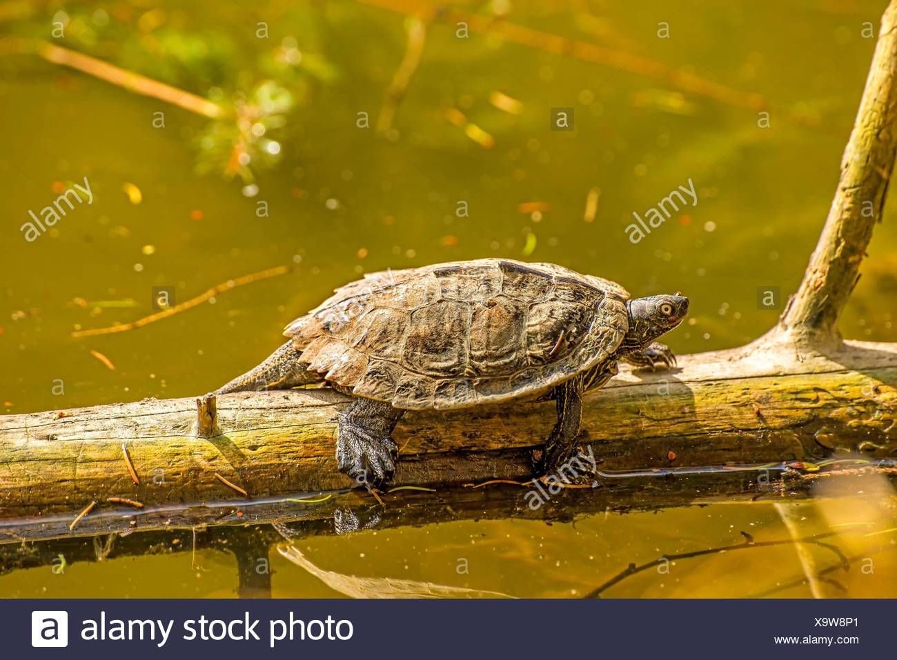 Yellow Bellied Cooter High Resolution Stock Photography and Images - Alamy