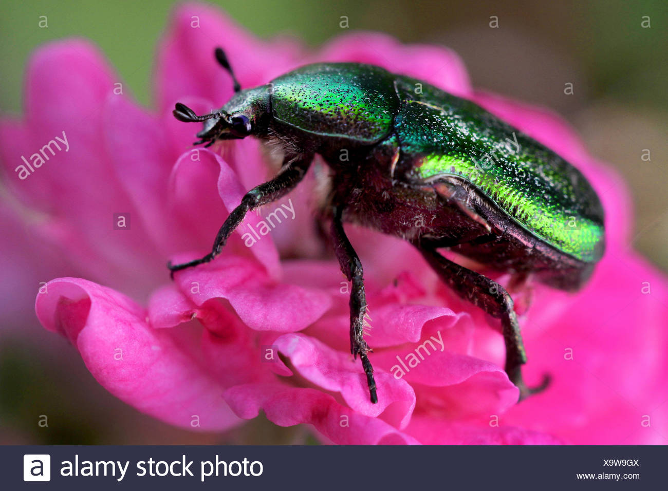 Rose Chafer Beetles High Resolution Stock Photography and Images - Alamy