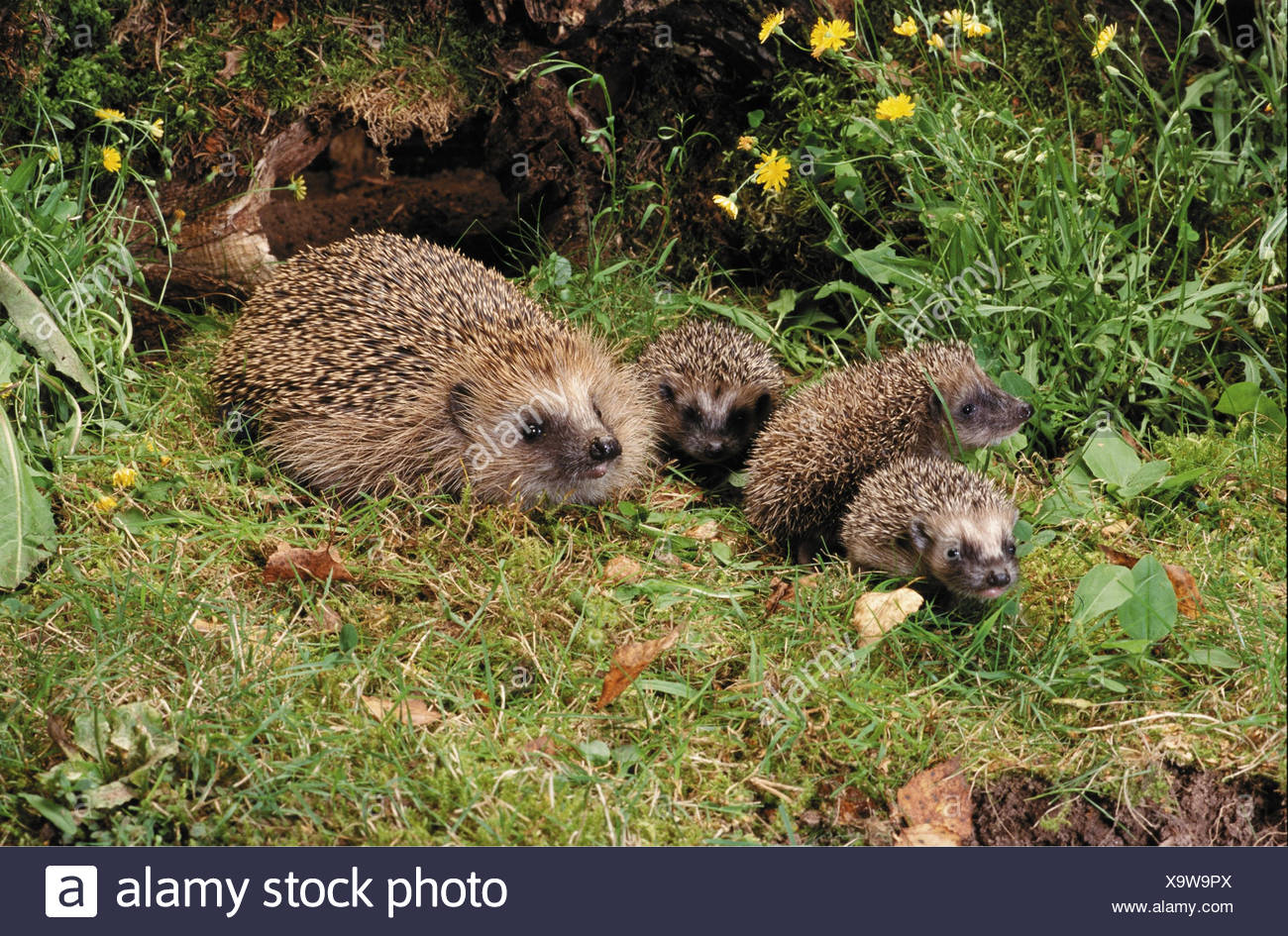 European Hedgehog Family High Resolution Stock Photography and Images ...