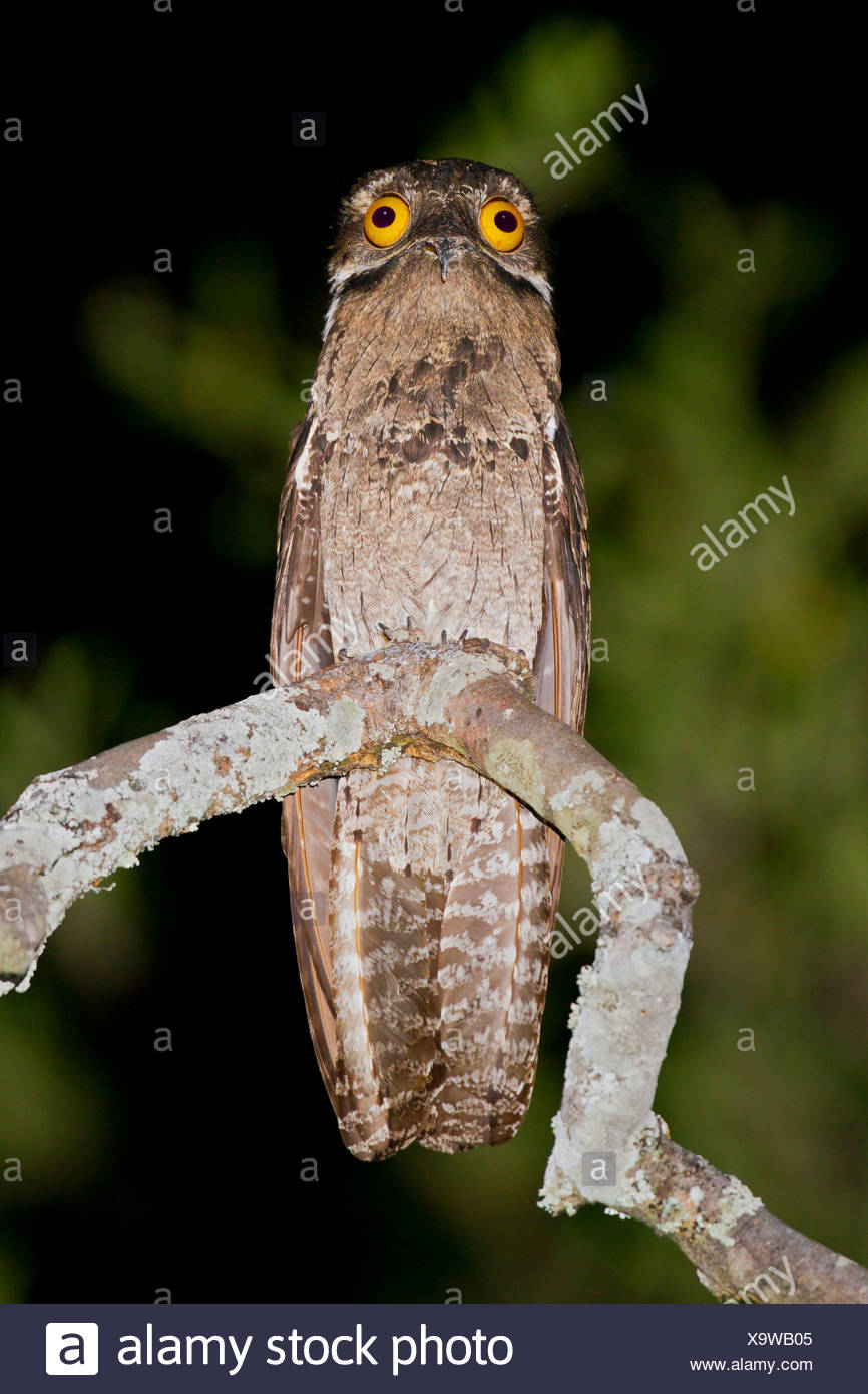 Potoo Bird High Resolution Stock Photography and Images - Alamy