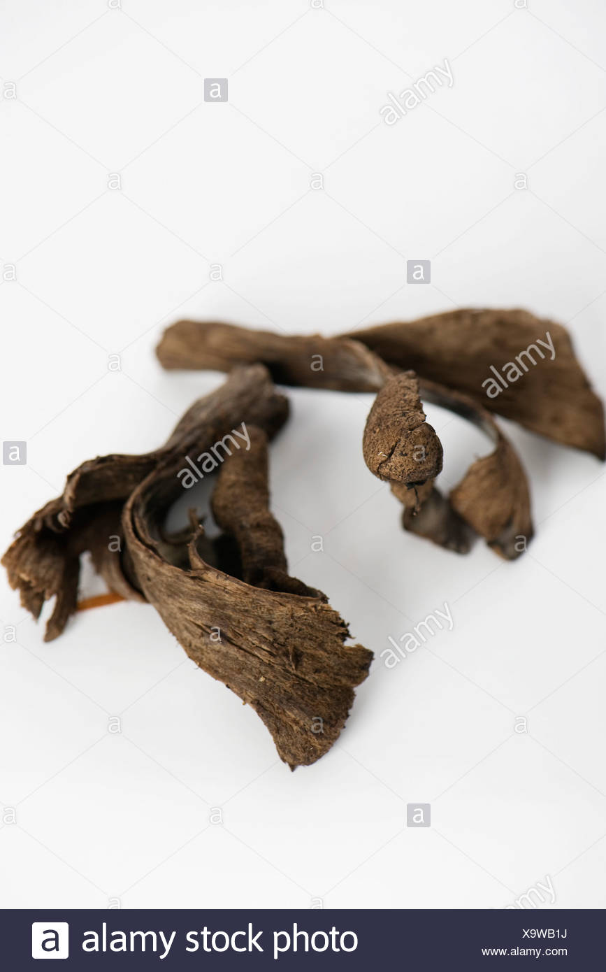 Trumpet Of Deaths Stock Photos & Trumpet Of Deaths Stock Images - Alamy