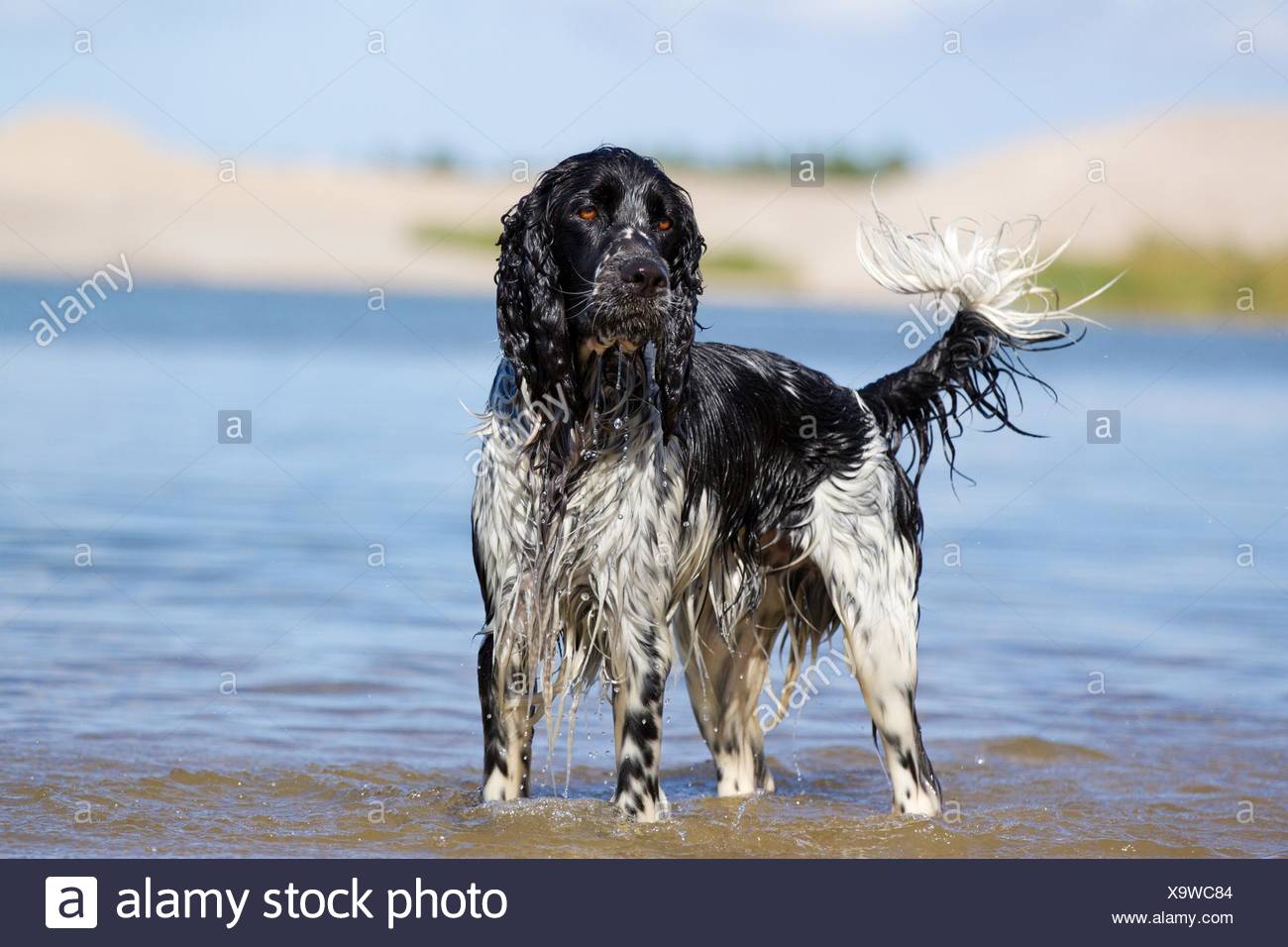 Black And White English Springer Spaniel High Resolution Stock ...