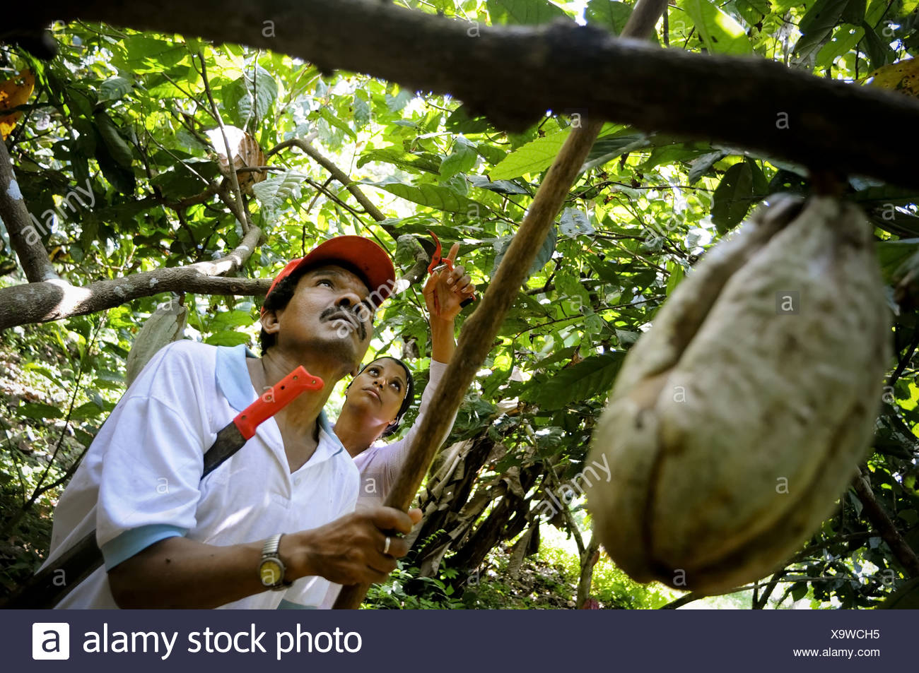 Cacao Tree High Resolution Stock Photography and Images - Alamy