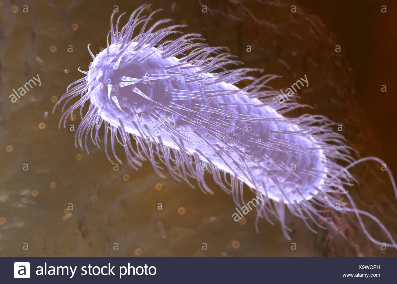 H Pylori High Resolution Stock Photography and Images - Alamy