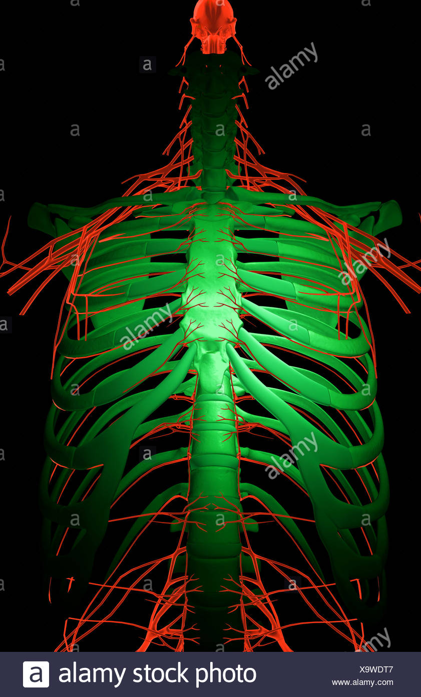 Phrenic Nerve Stock Photos & Phrenic Nerve Stock Images - Alamy