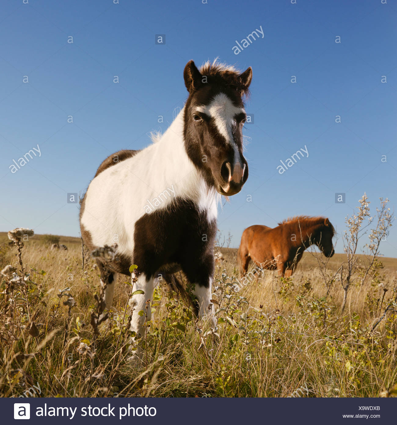 Falabella Miniature Horse Stock Photos & Falabella Miniature Horse ...