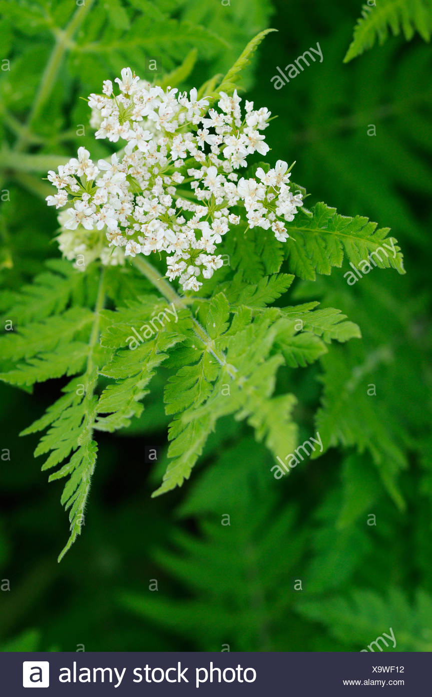 Cicely White's Instagram, Twitter & Facebook on IDCrawl