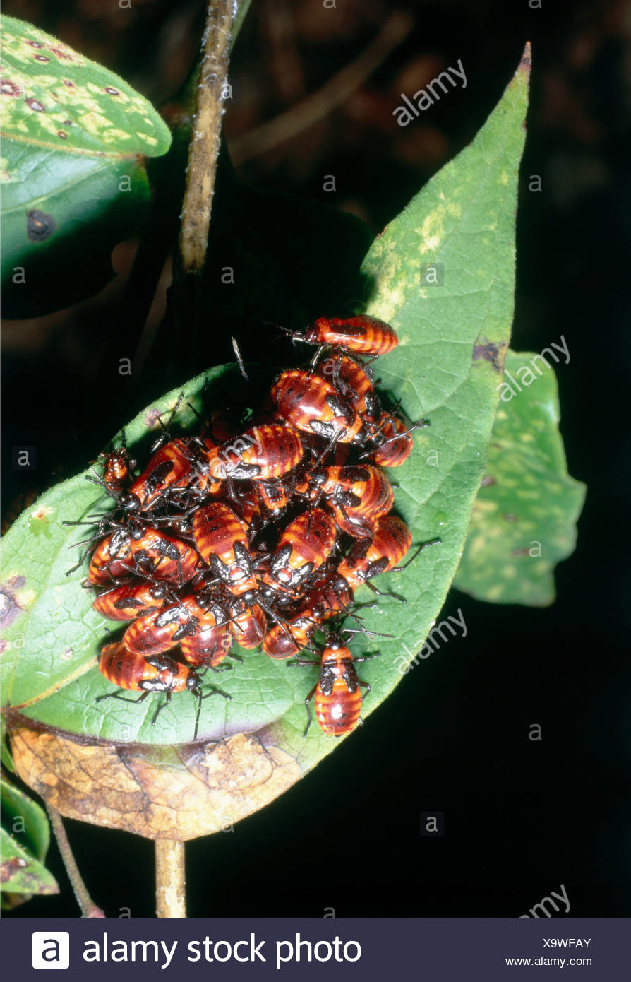Bug Spilostethus High Resolution Stock Photography and Images - Alamy