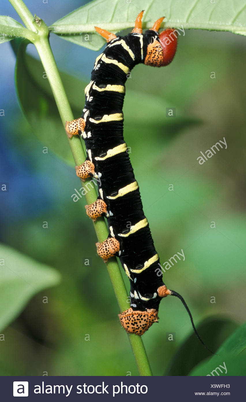 Frangipani Hawk Moth High Resolution Stock Photography and Images - Alamy