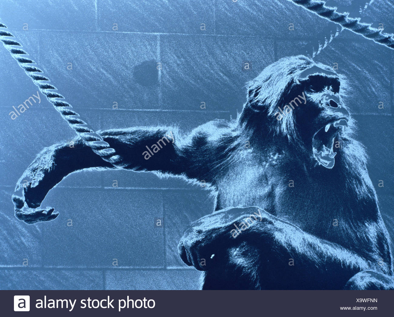 Aggressive Chimpanzee High Resolution Stock Photography and Images - Alamy