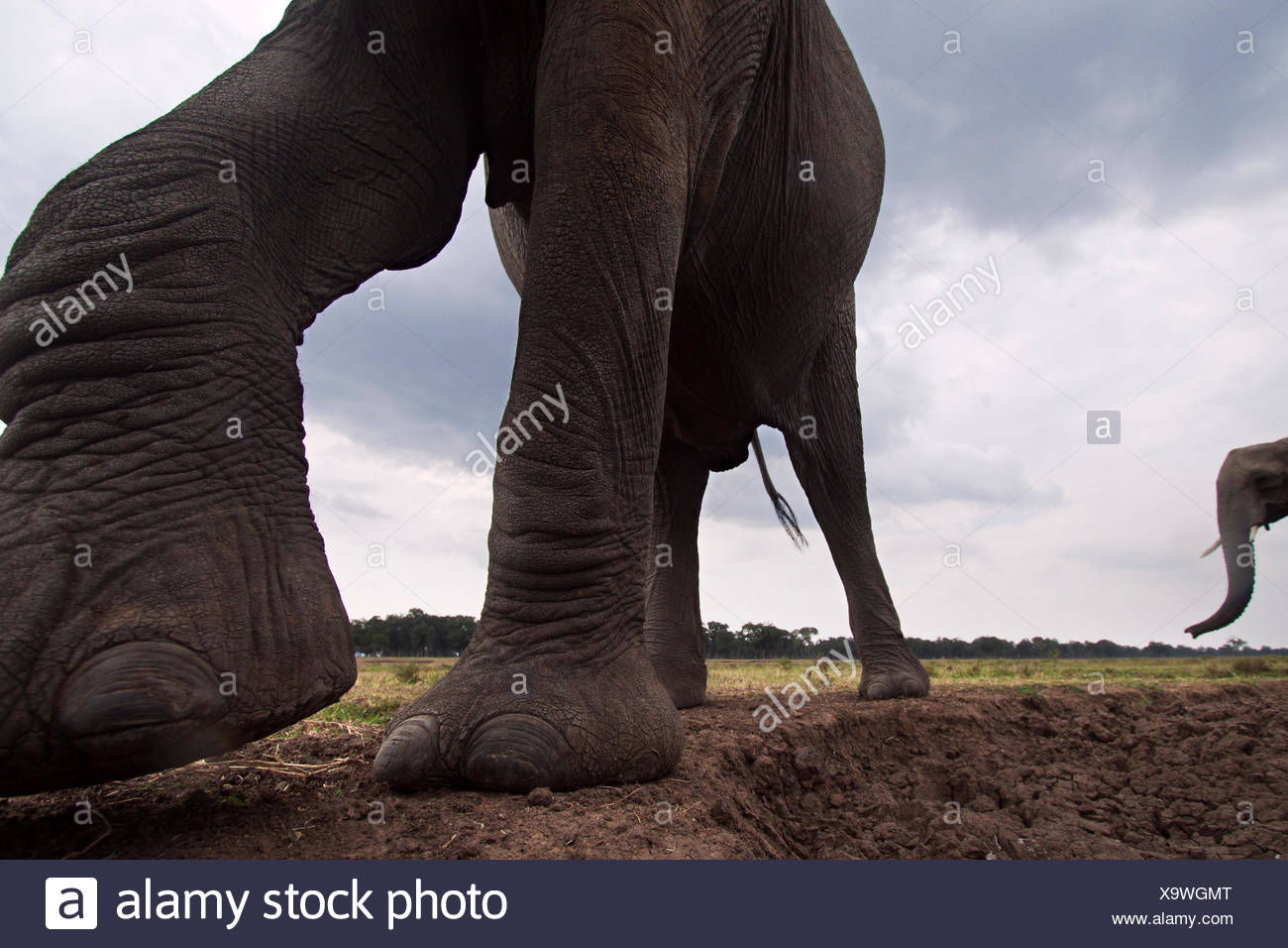 Elephant Legs Stock Photos & Elephant Legs Stock Images - Alamy