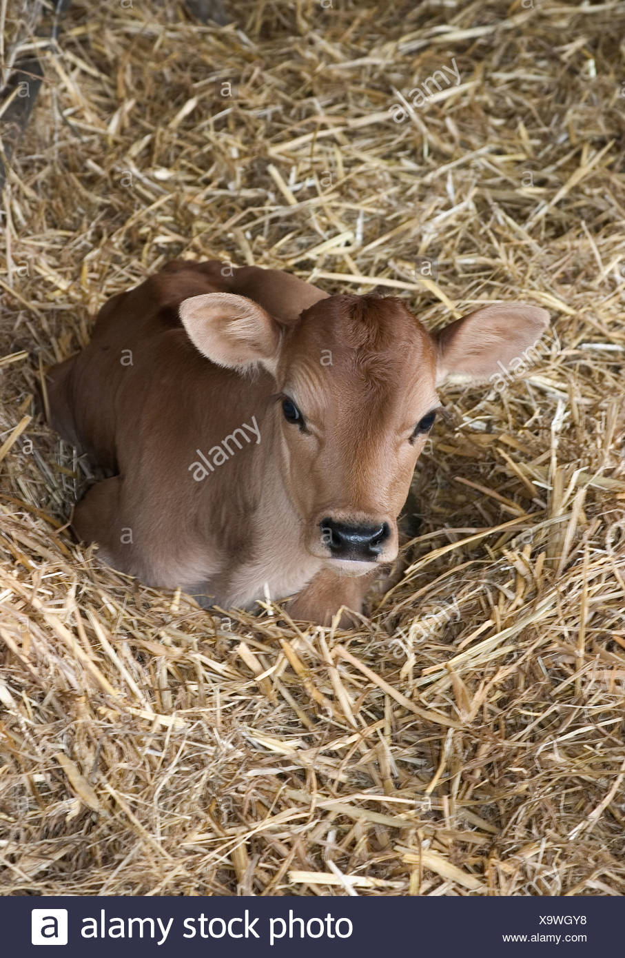 Calf Sitting In The Stock Photos & Calf Sitting In The Stock Images - Alamy