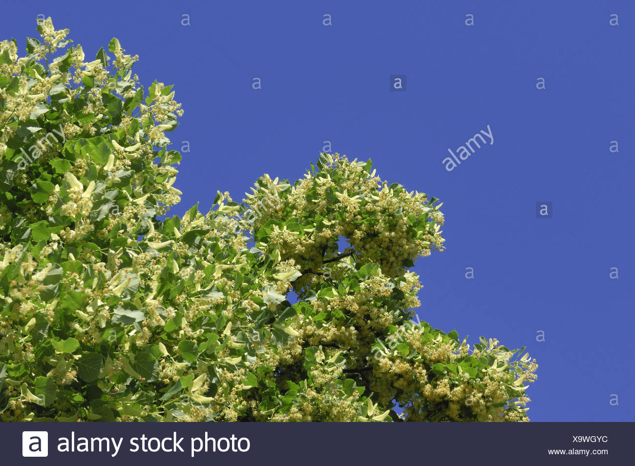 Lime Tree Blossoms