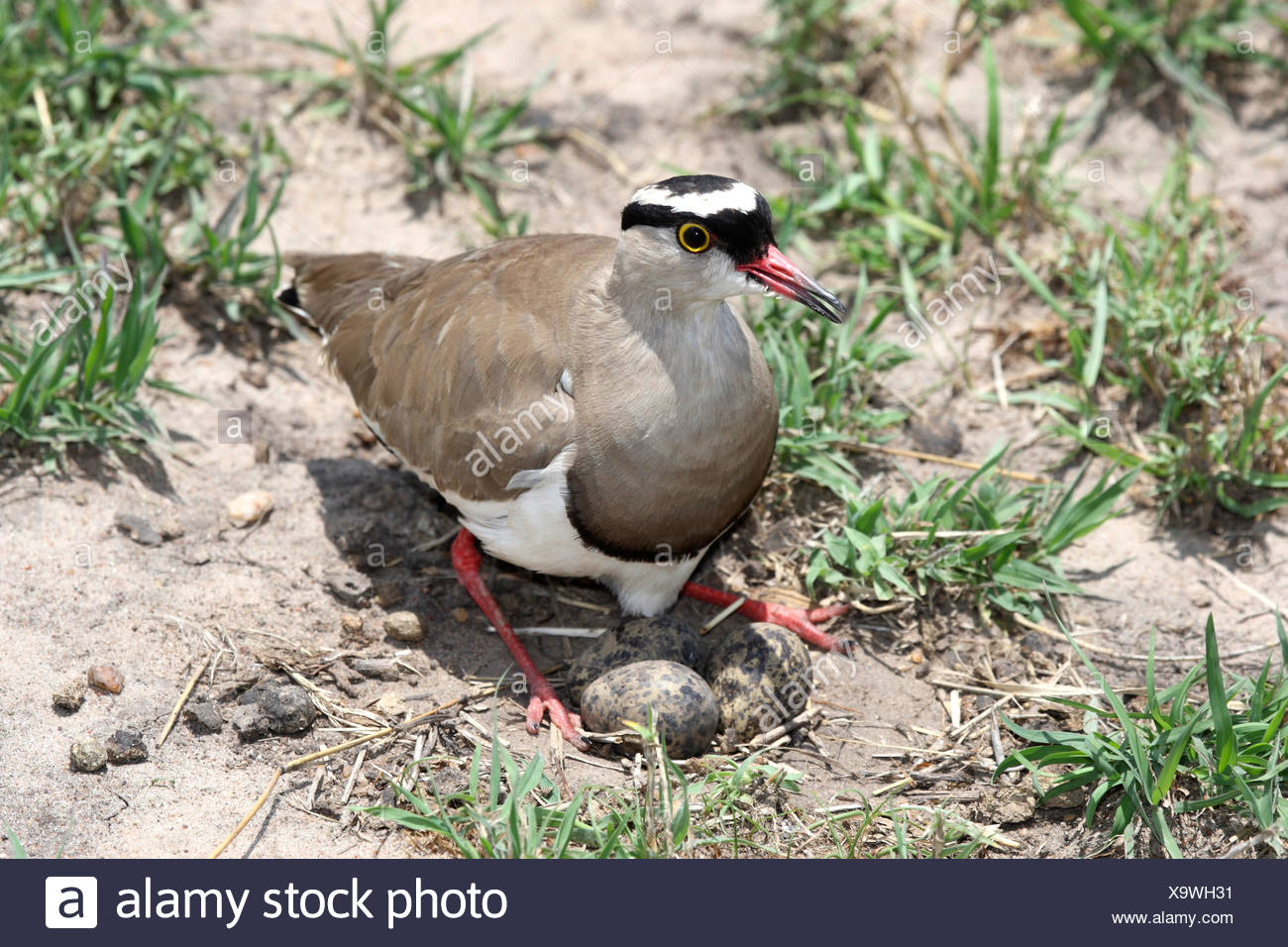 Plover On Nest High Resolution Stock Photography and Images - Alamy