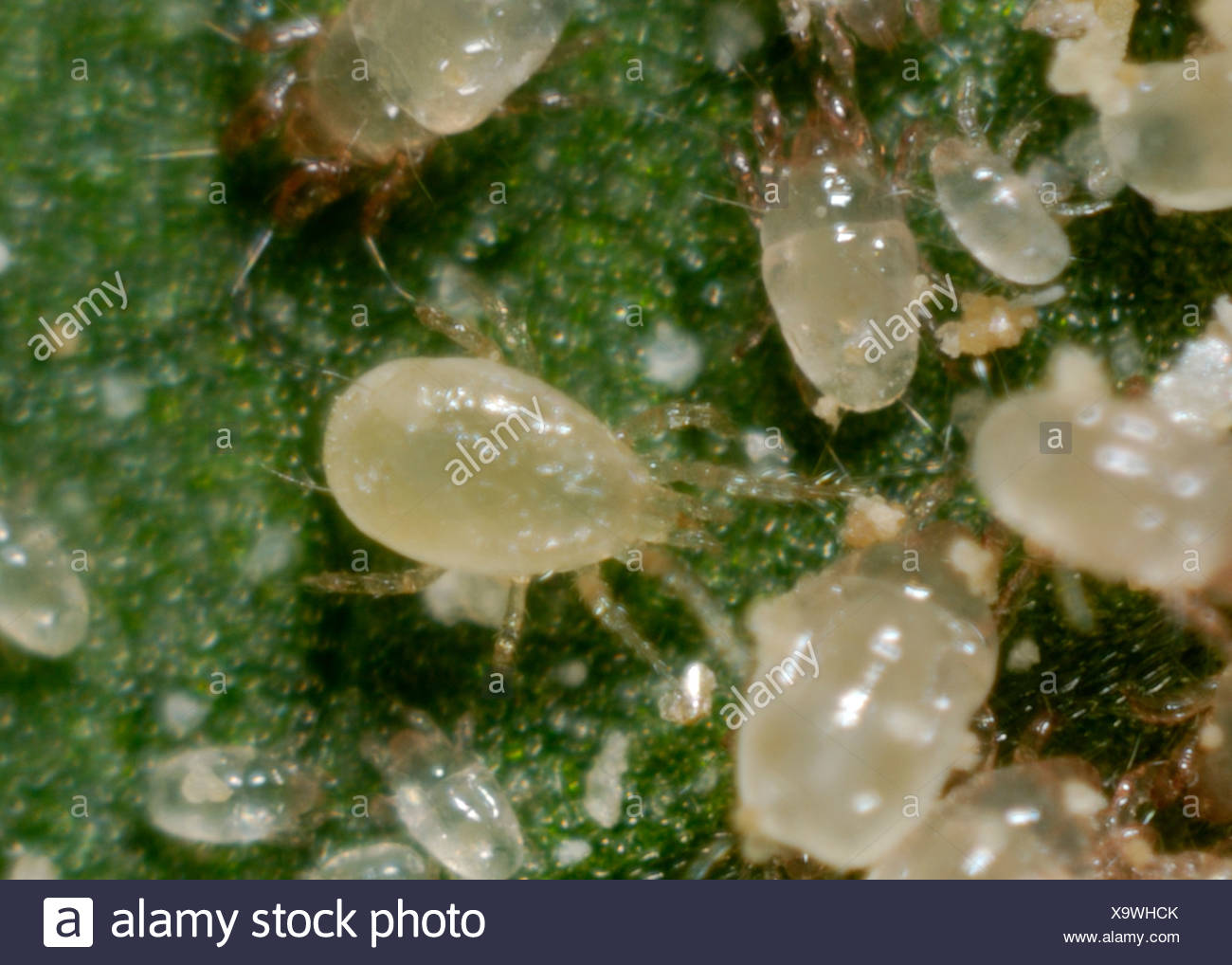 Acarus Siro High Resolution Stock Photography and Images - Alamy