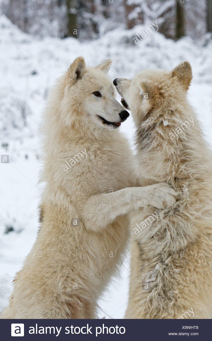 Two Fighting Wolves High Resolution Stock Photography and Images - Alamy