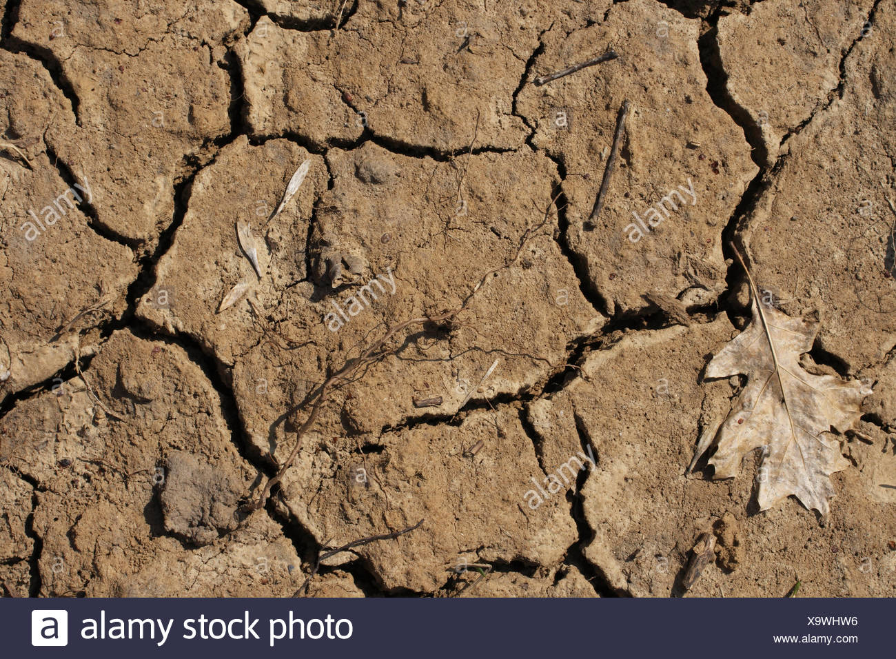 Crops Drought Stock Photos & Crops Drought Stock Images - Alamy