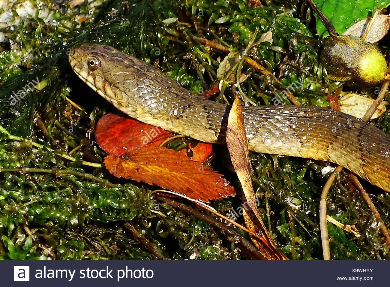 Agkistrodon Piscivorus Stock Photos & Agkistrodon Piscivorus Stock ...
