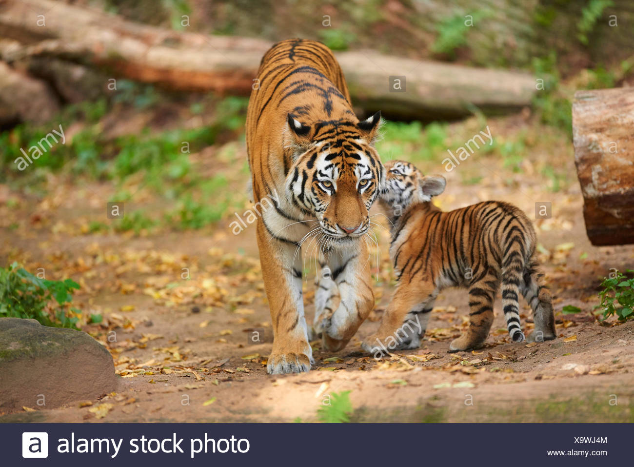 Female Tiger High Resolution Stock Photography and Images - Alamy