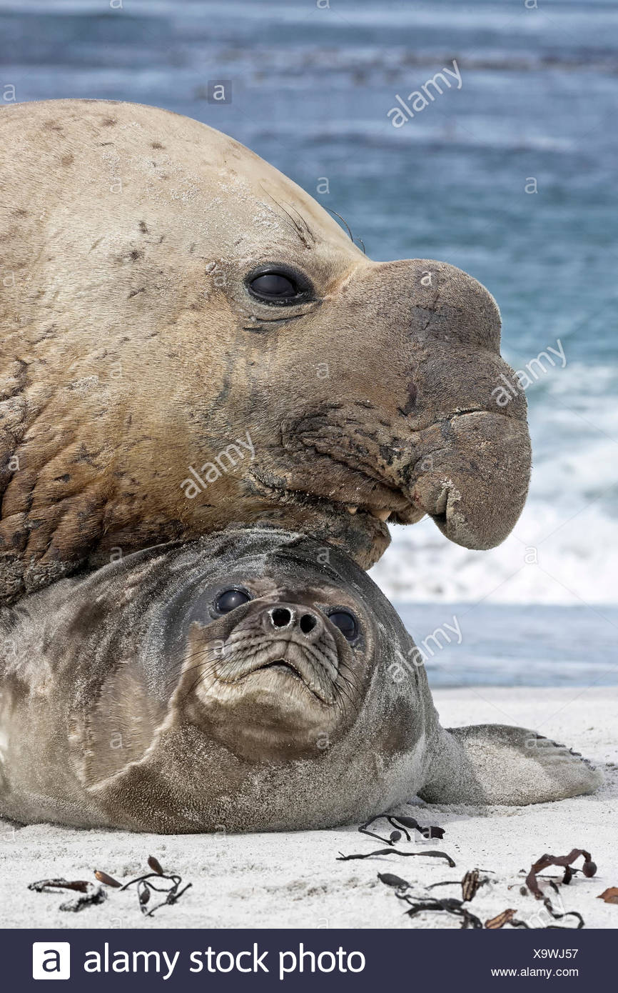 Large Male Southern Elephant Seal High Resolution Stock Photography and ...