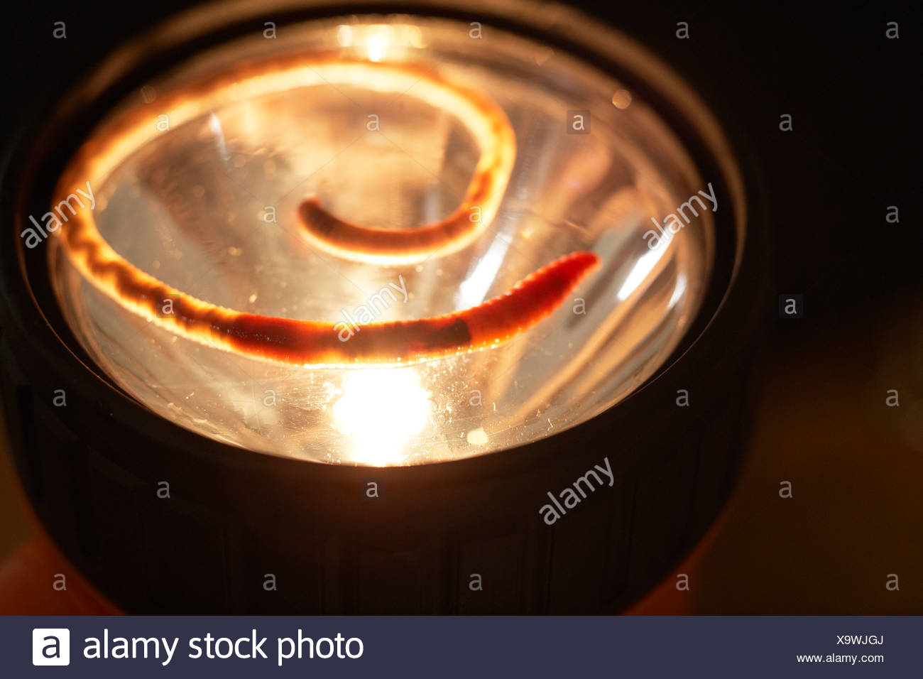 Curled Worm High Resolution Stock Photography and Images - Alamy