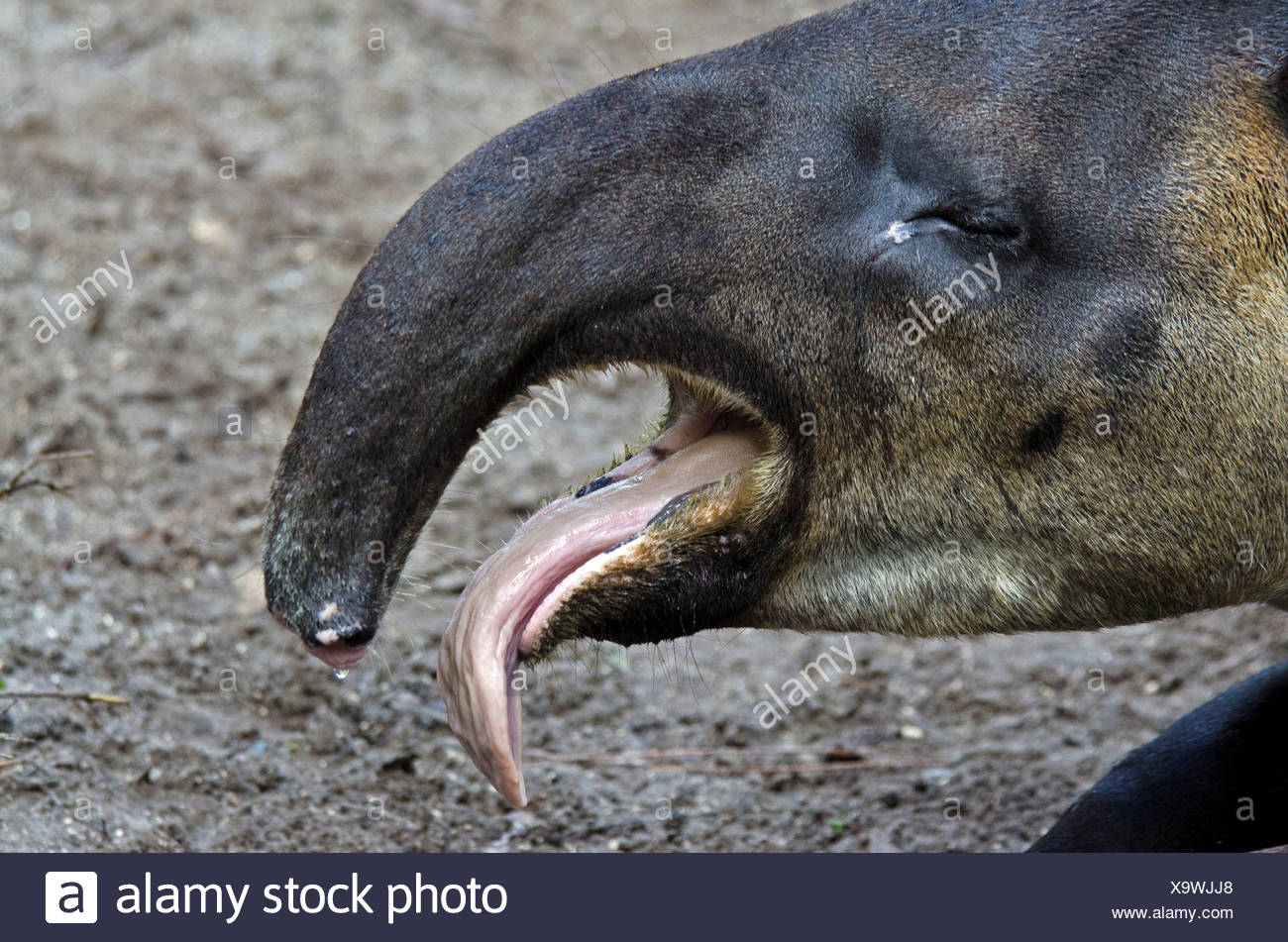 Tapir Tongue Animal Stock Photos & Tapir Tongue Animal Stock Images - Alamy