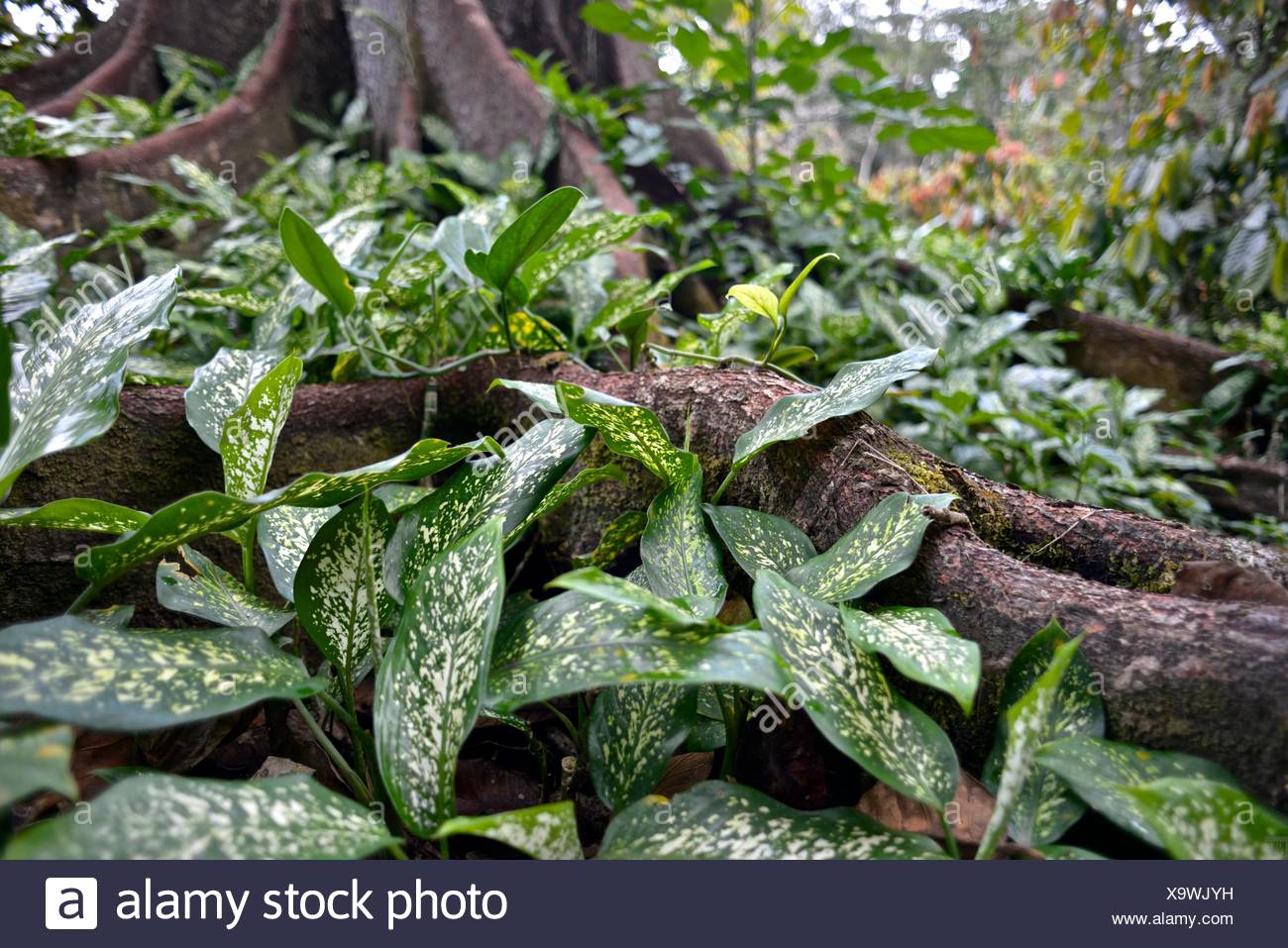 Vegetation In Brazil High Resolution Stock Photography and Images - Alamy