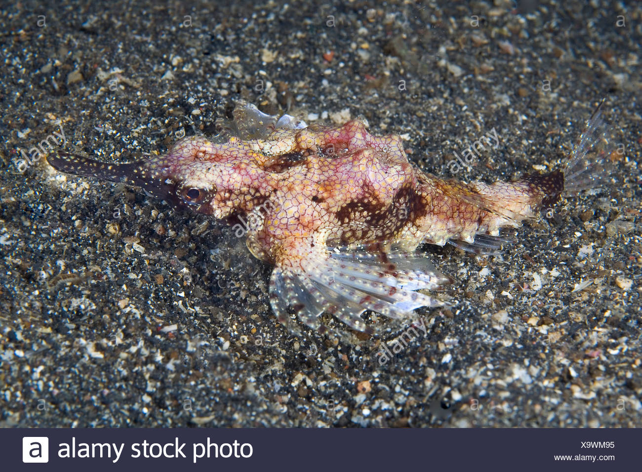 Pegasus Fish High Resolution Stock Photography and Images - Alamy