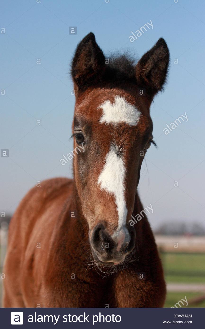 Holsteiner Horses High Resolution Stock Photography and Images - Alamy