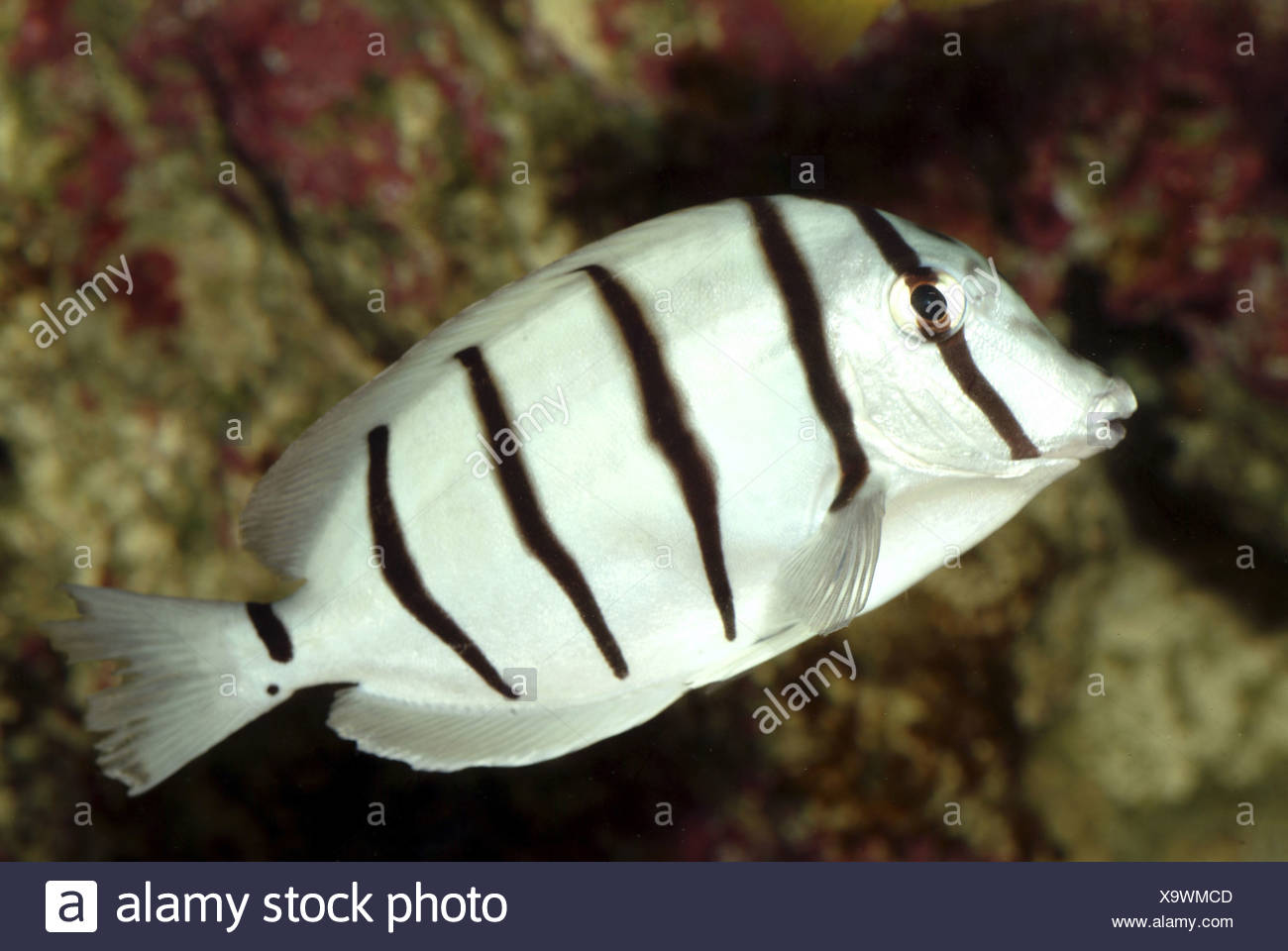 Maninis High Resolution Stock Photography and Images - Alamy