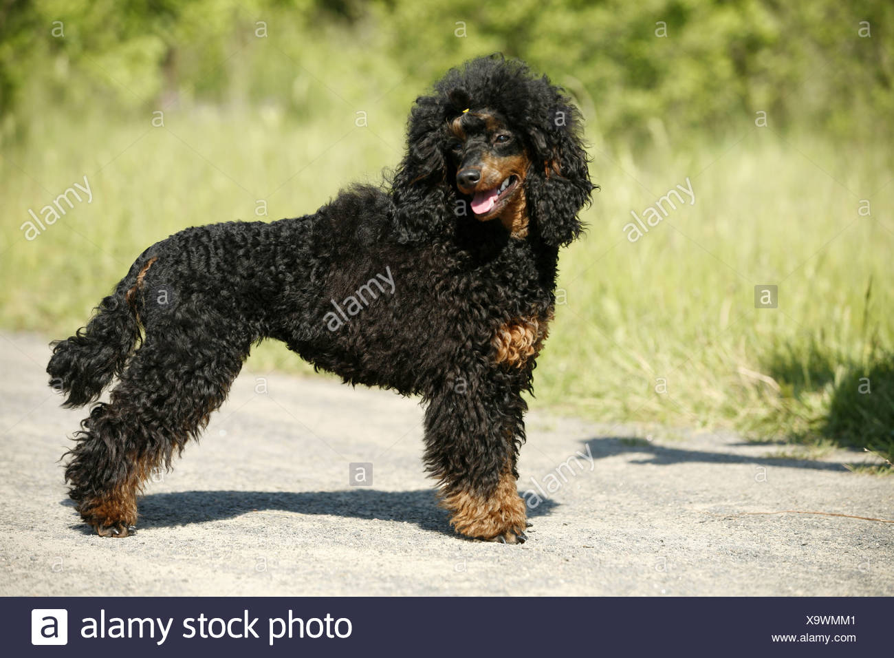 Pudel Standing High Resolution Stock Photography and Images - Alamy