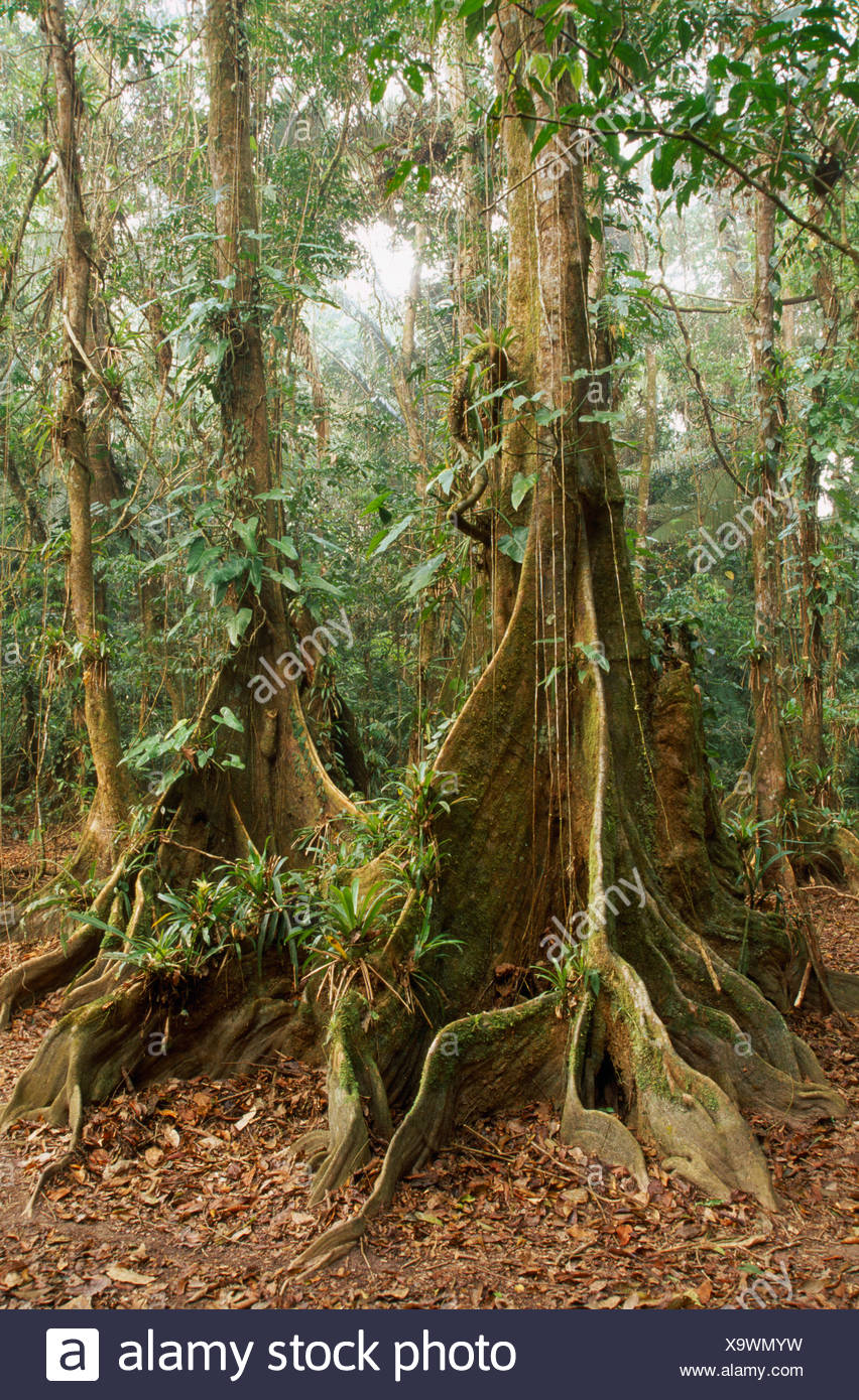 Narra Tree High Resolution Stock Photography and Images - Alamy