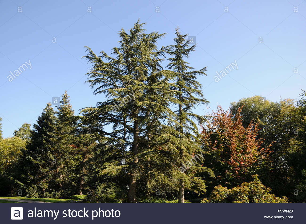 Cedar Of Lebanon Cones High Resolution Stock Photography and Images - Alamy