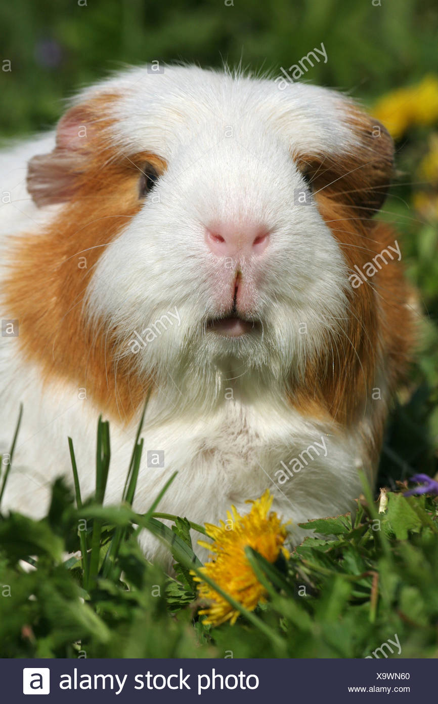 English Crested Guinea Pig High Resolution Stock Photography and Images ...