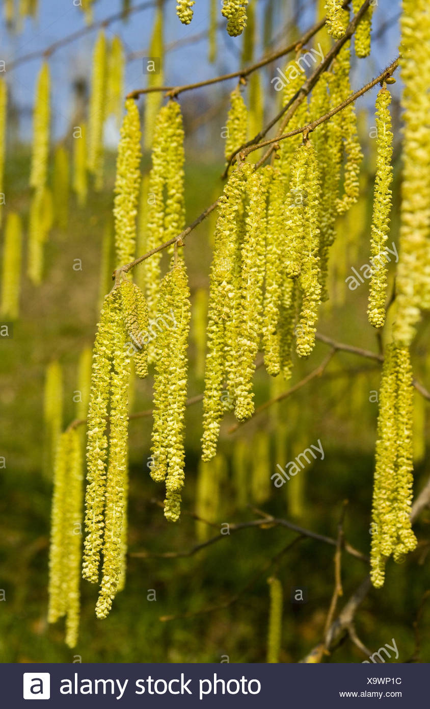 Hazel Hedge High Resolution Stock Photography and Images - Alamy