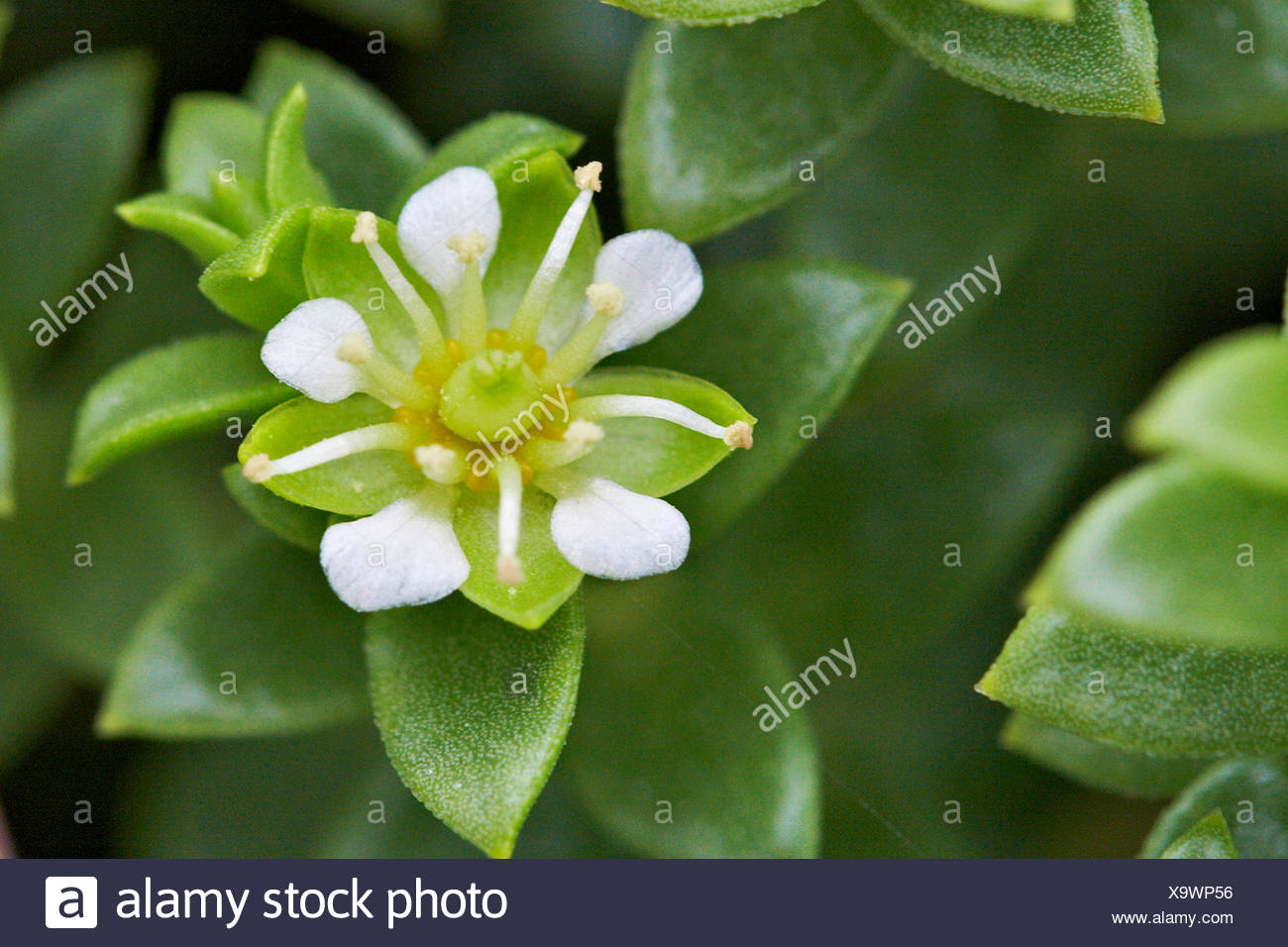 Denmark National Flower High Resolution Stock Photography and Images ...