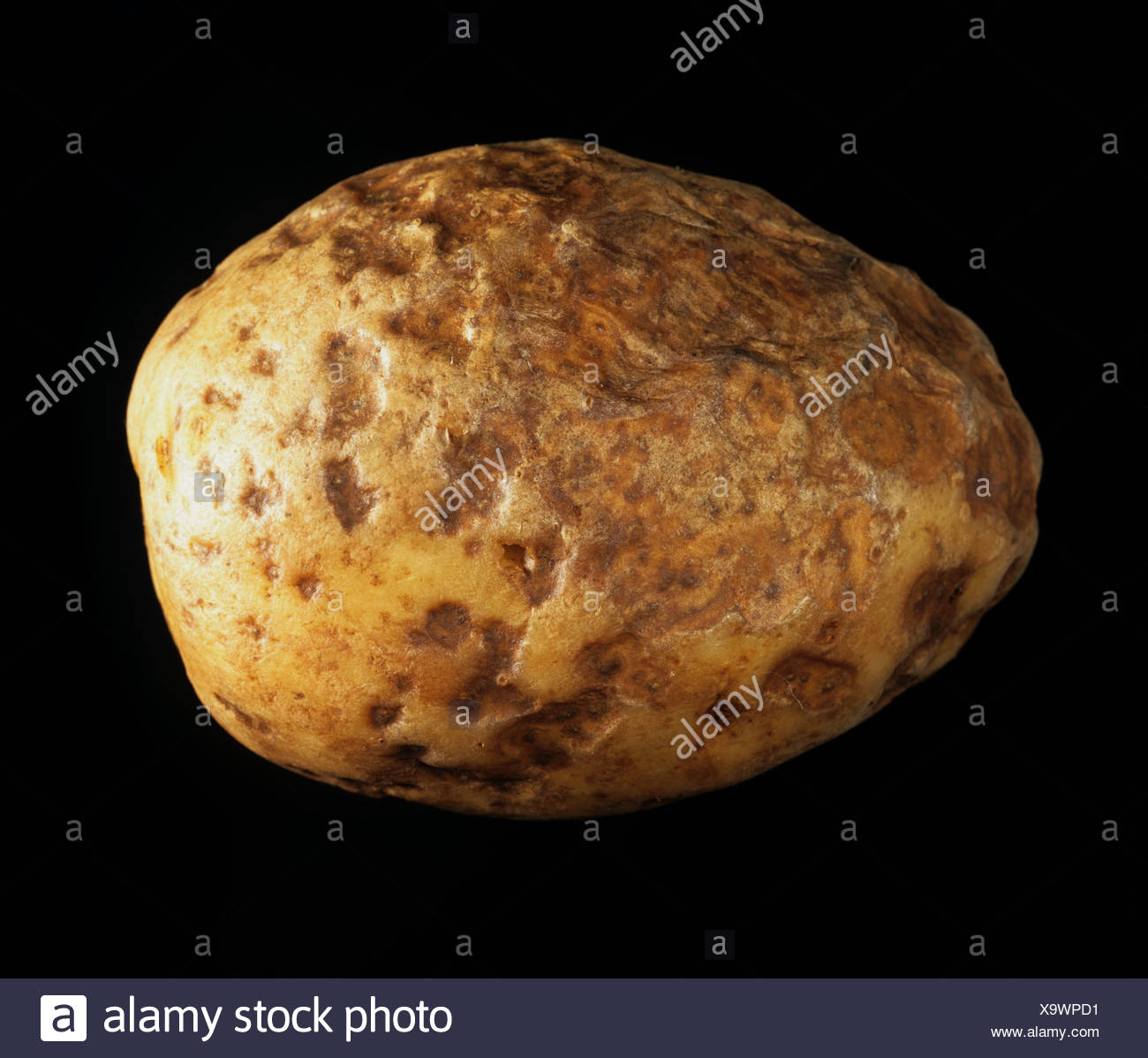 Potato In Its Skin High Resolution Stock Photography and Images - Alamy